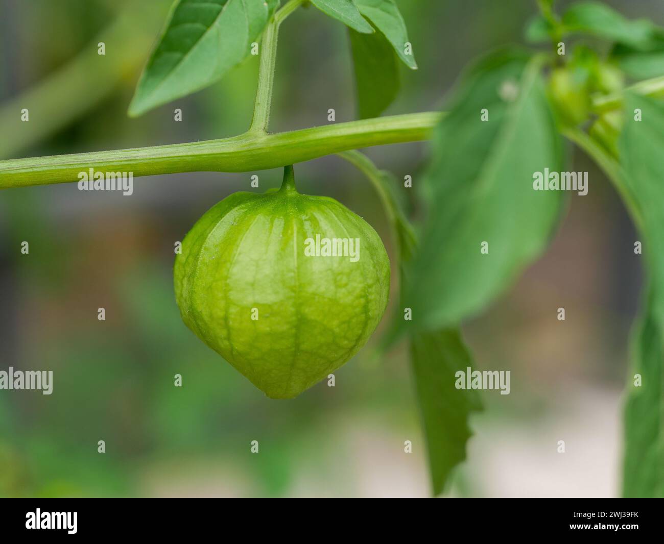 tomatillo on the plant with leaves Stock Photo - Alamy