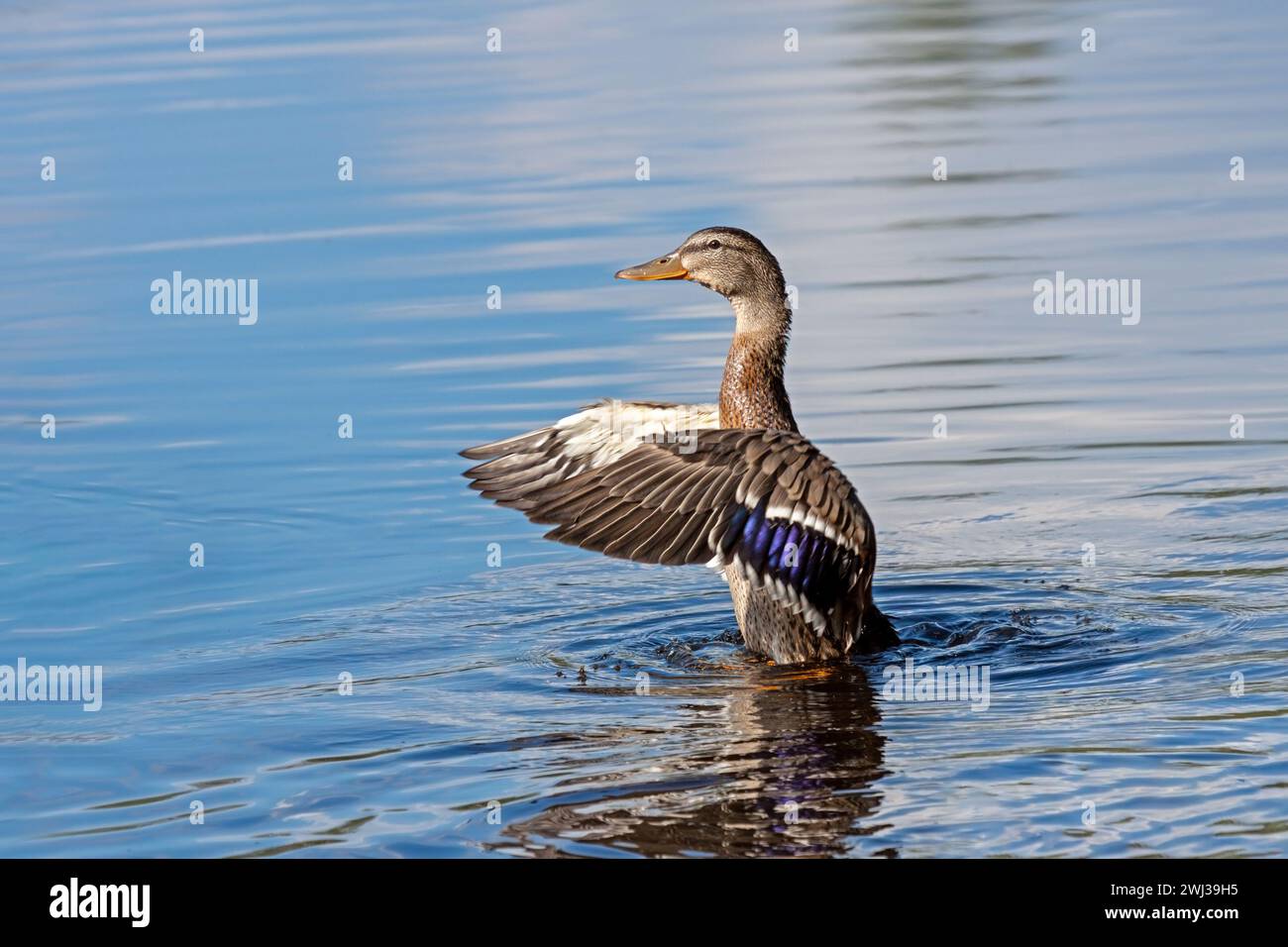 Female mallard duck rising from the water in a display of courtship to ...