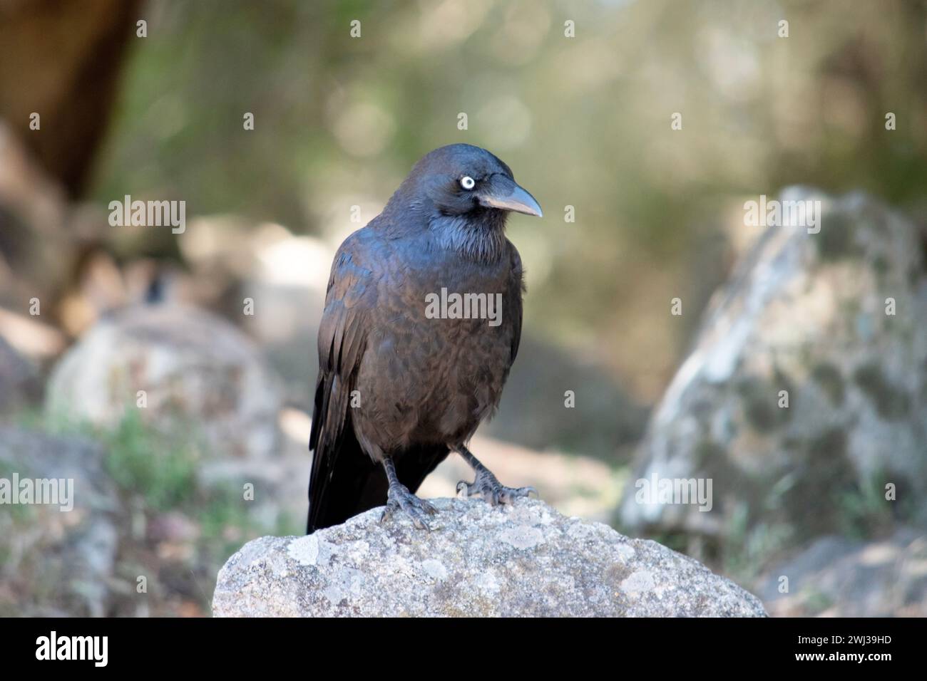 Australian Ravens are black with white eyes in adults. The feathers on ...