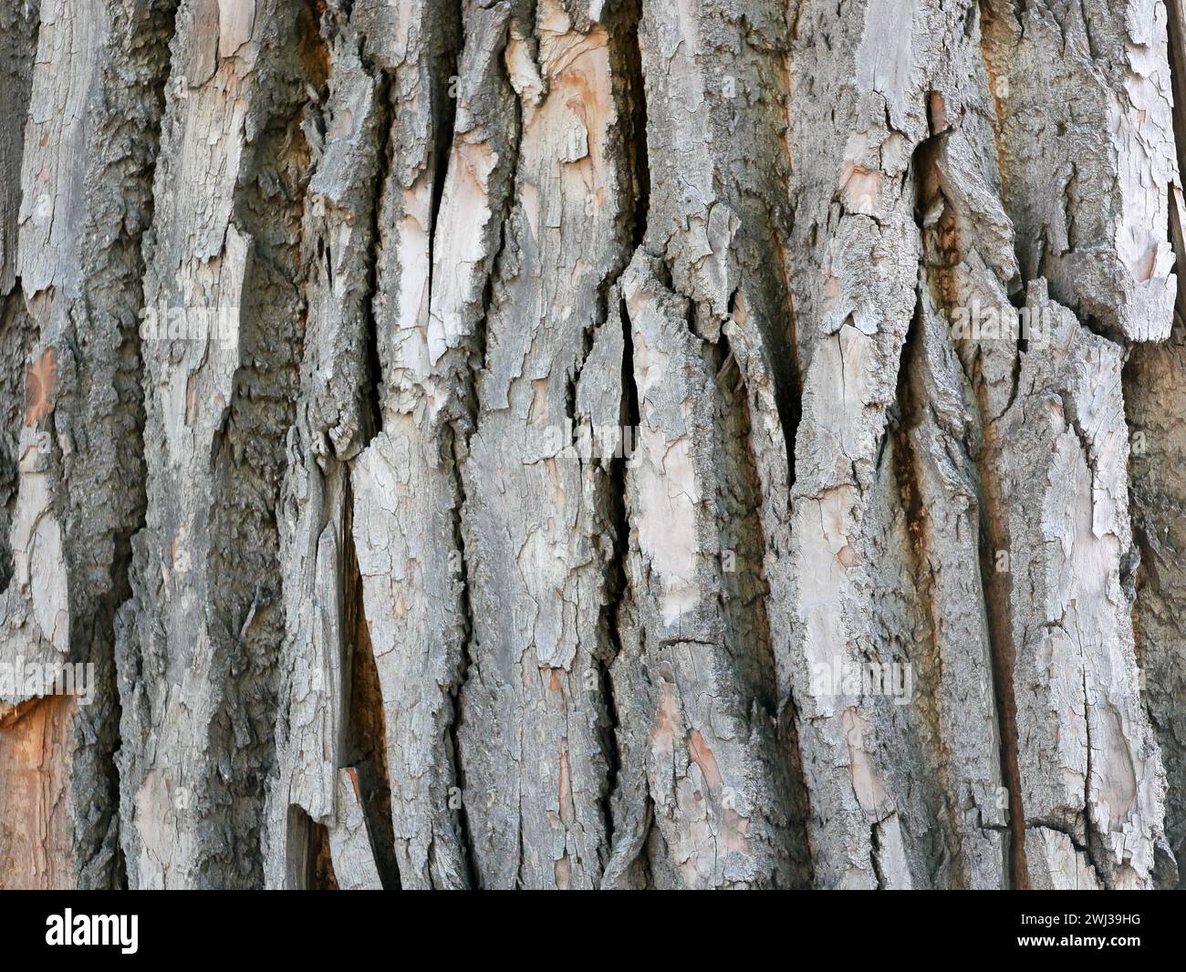 Closeup of cottonwood bark Stock Photo - Alamy