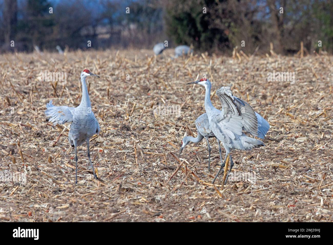 Sandhill cranes, in a plowed cornfield, dance and prance to display ...