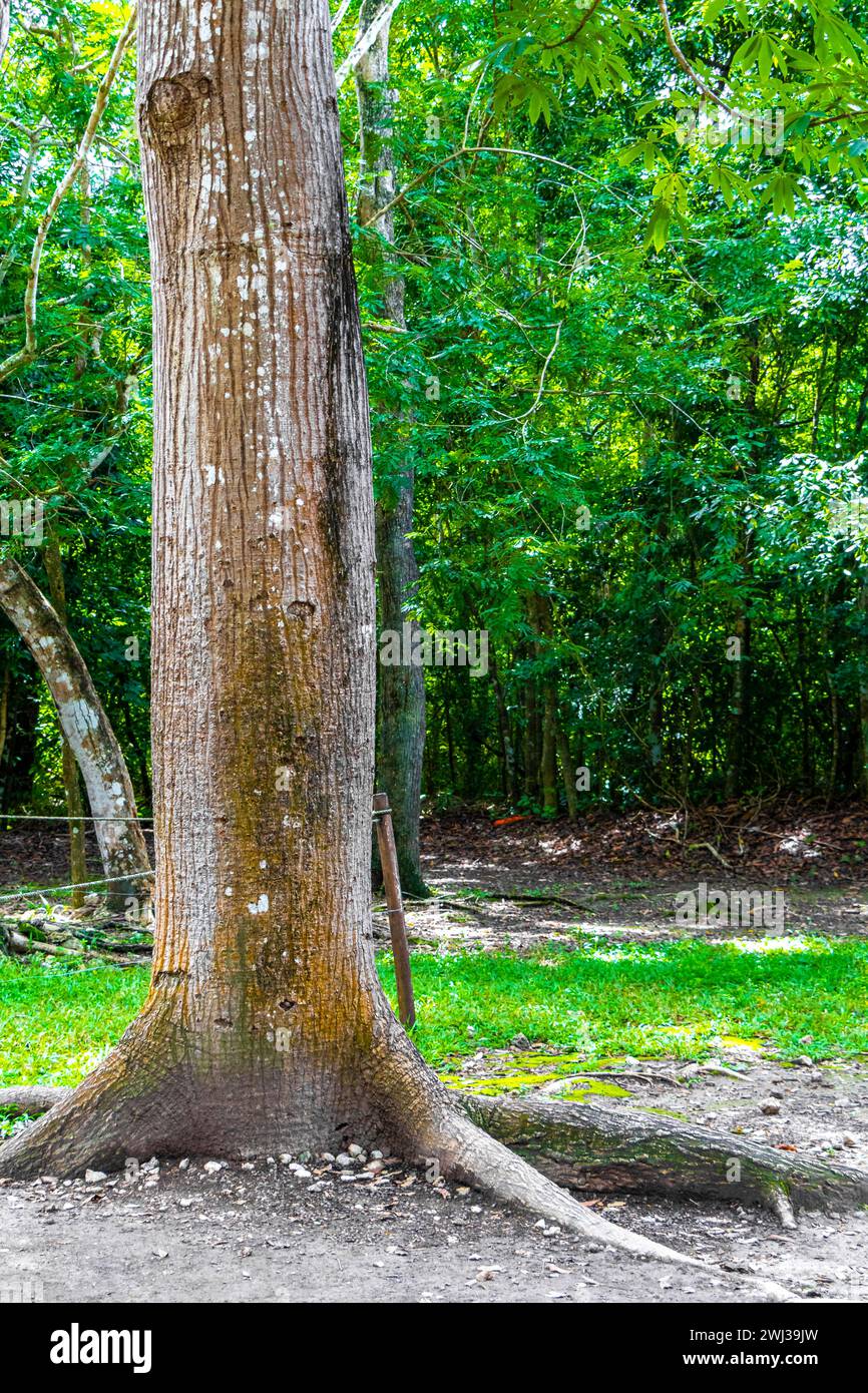 Giant tropical trees in the jungle rainforest at the Ruins in Coba ...