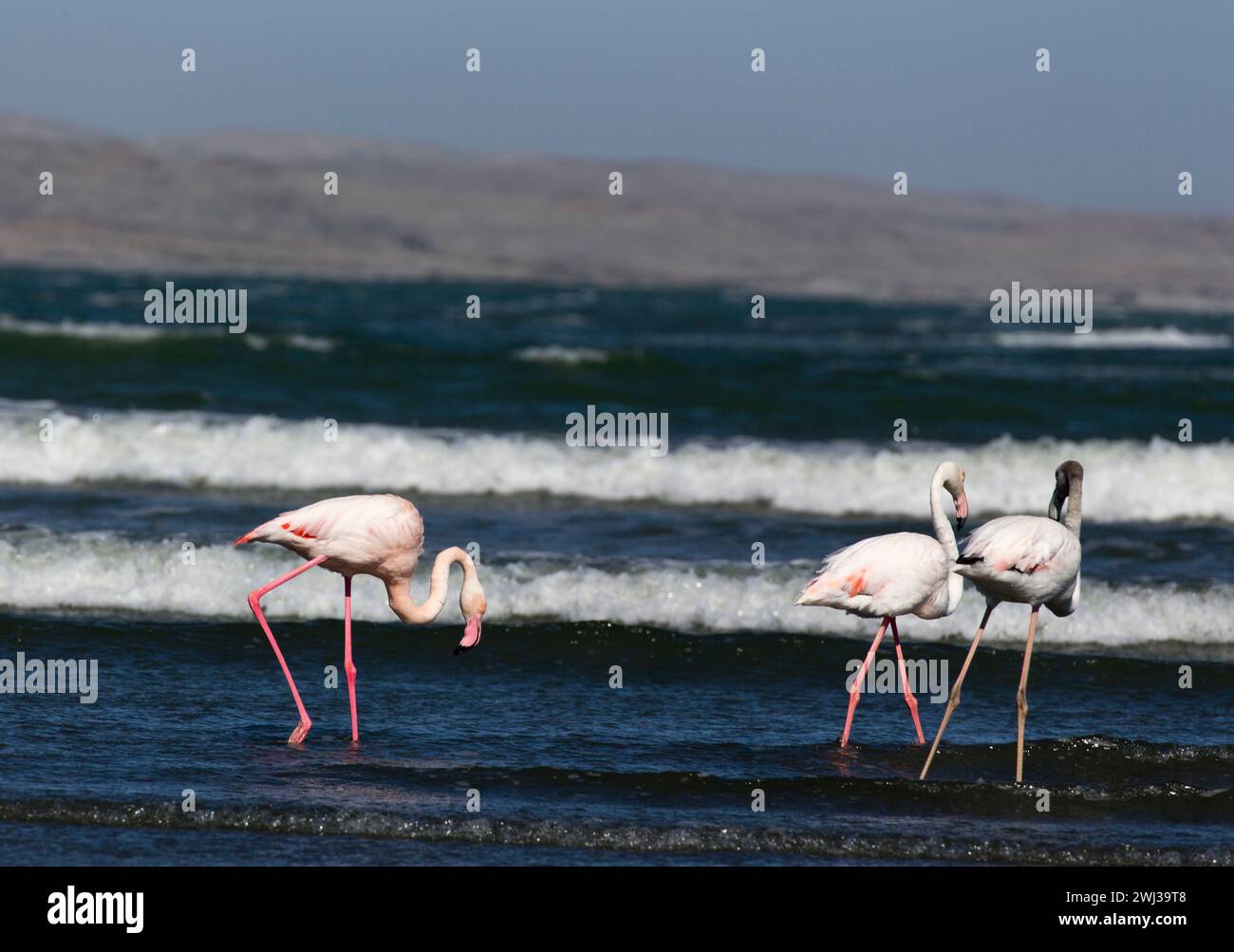 A view of flamingo birds in Namibia Stock Photo - Alamy