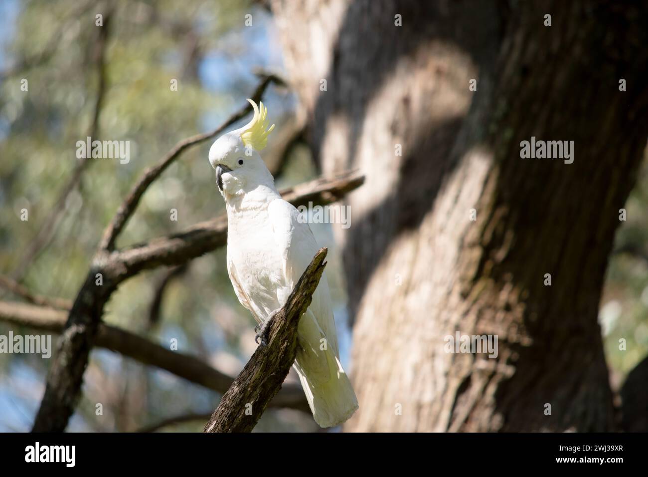 The sulphur crested cockatoo is a white bird with a yellow crest Stock ...