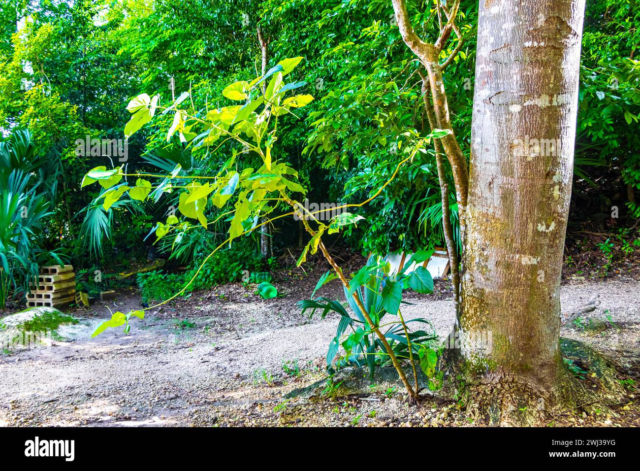 Tropical nature and tree trees plant in rainforest jungle in Coba ...