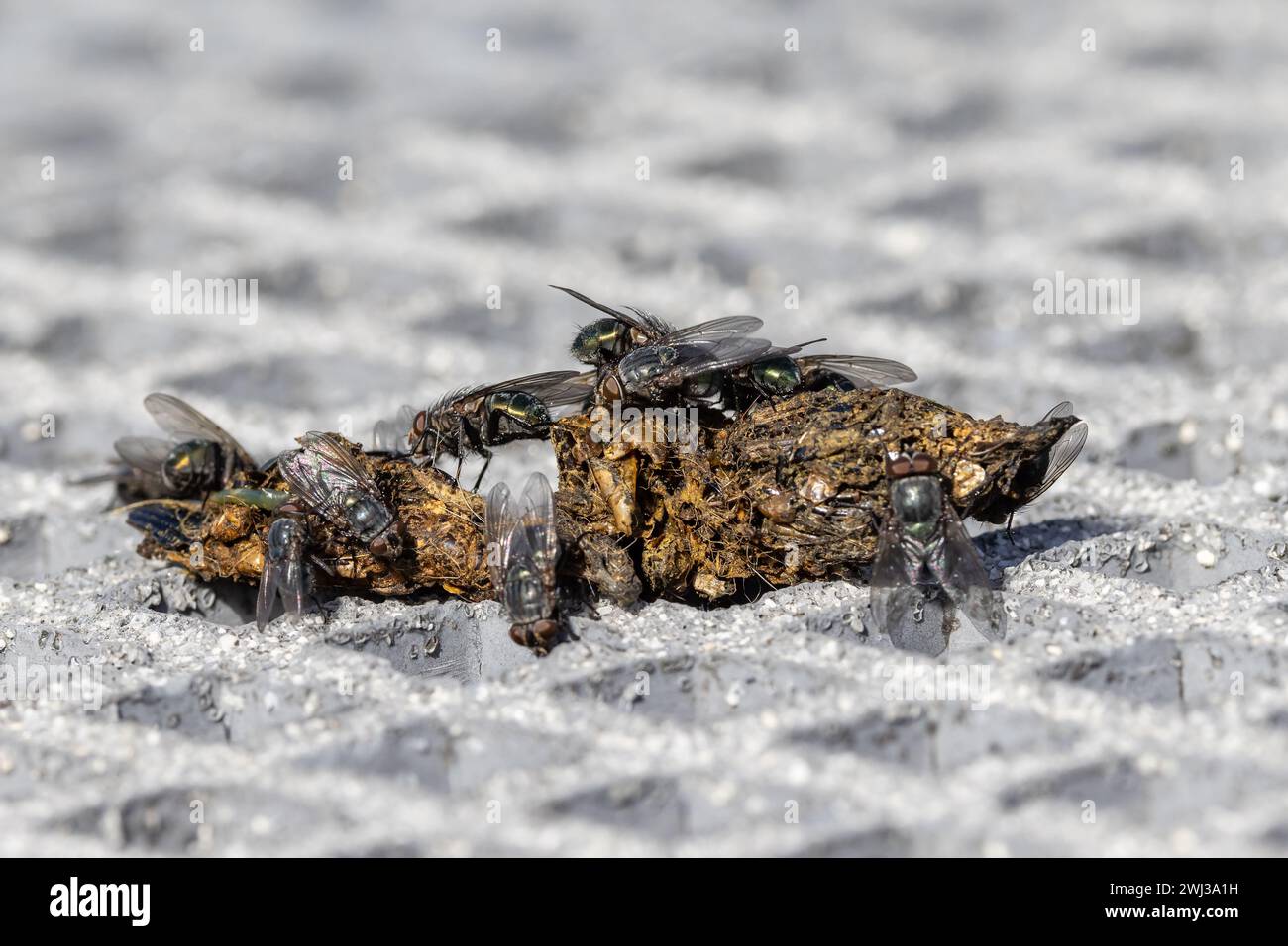 Blow flies on a feral fox scat on a walking track in the Royal National ...