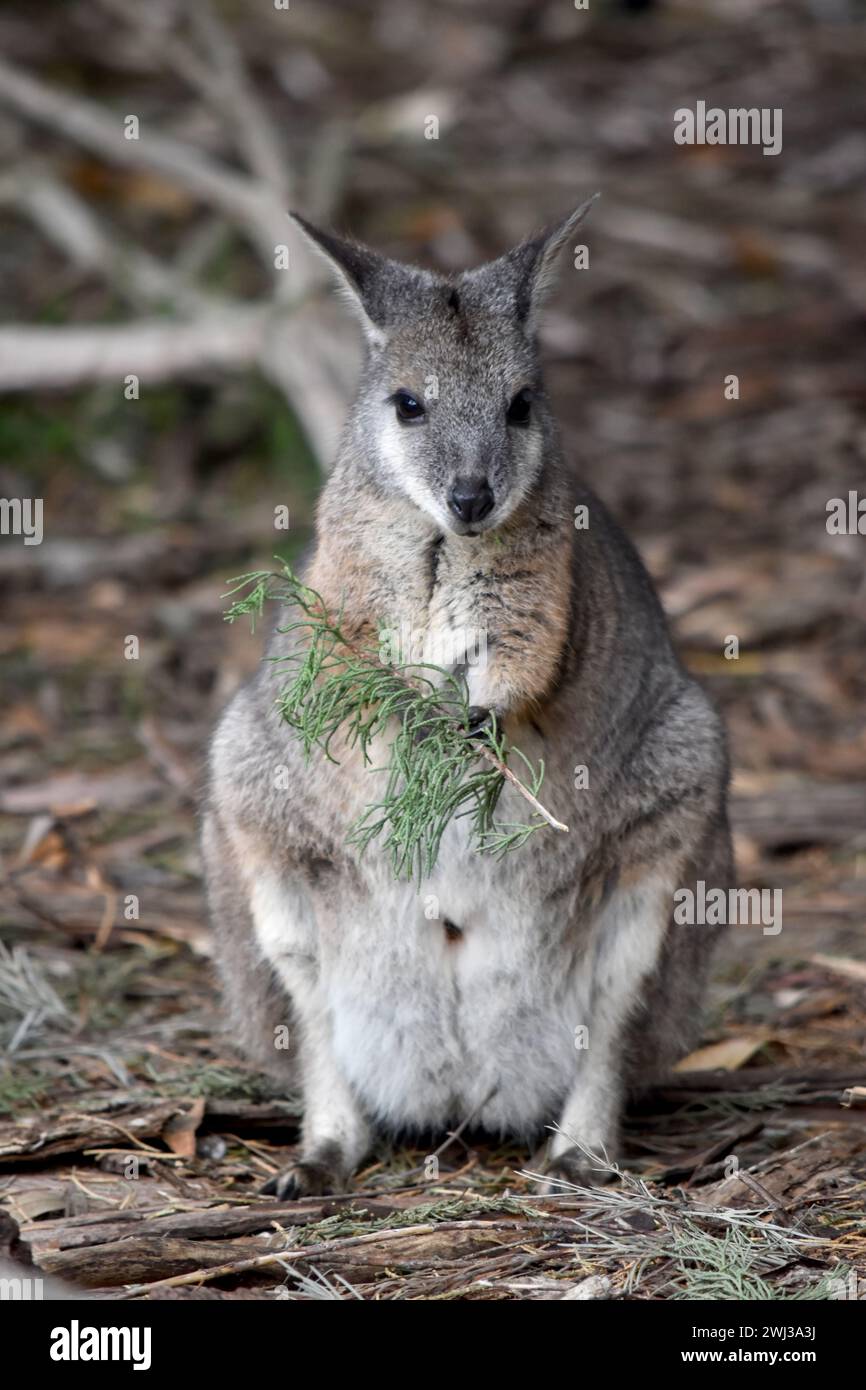 the tammar wallaby has dark greyish upperparts with a paler underside ...