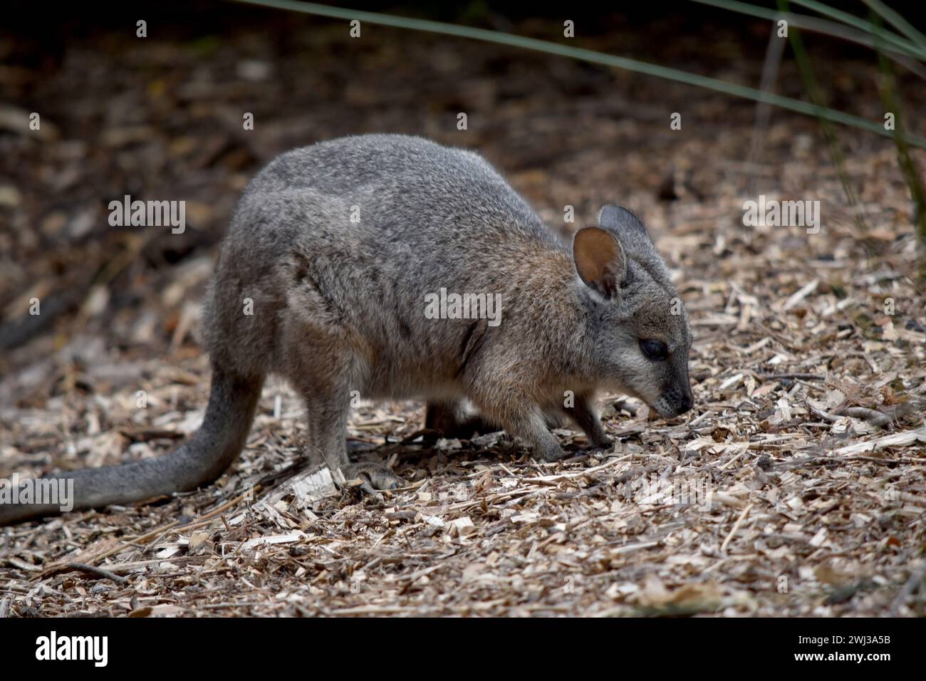 the tammar wallaby has dark greyish upperparts with a paler underside ...