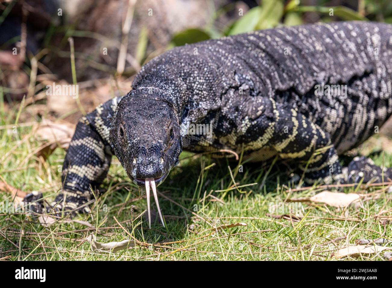 Large Australian Lace Monitor lizard flickering it's tongue Stock Photo ...