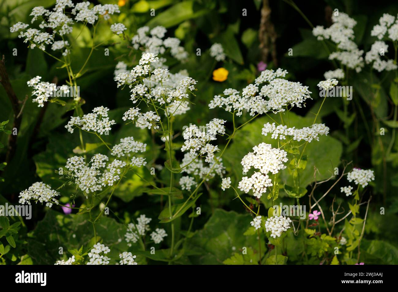 Peltaria alliacea 'Garlic Cress' Stock Photo - Alamy