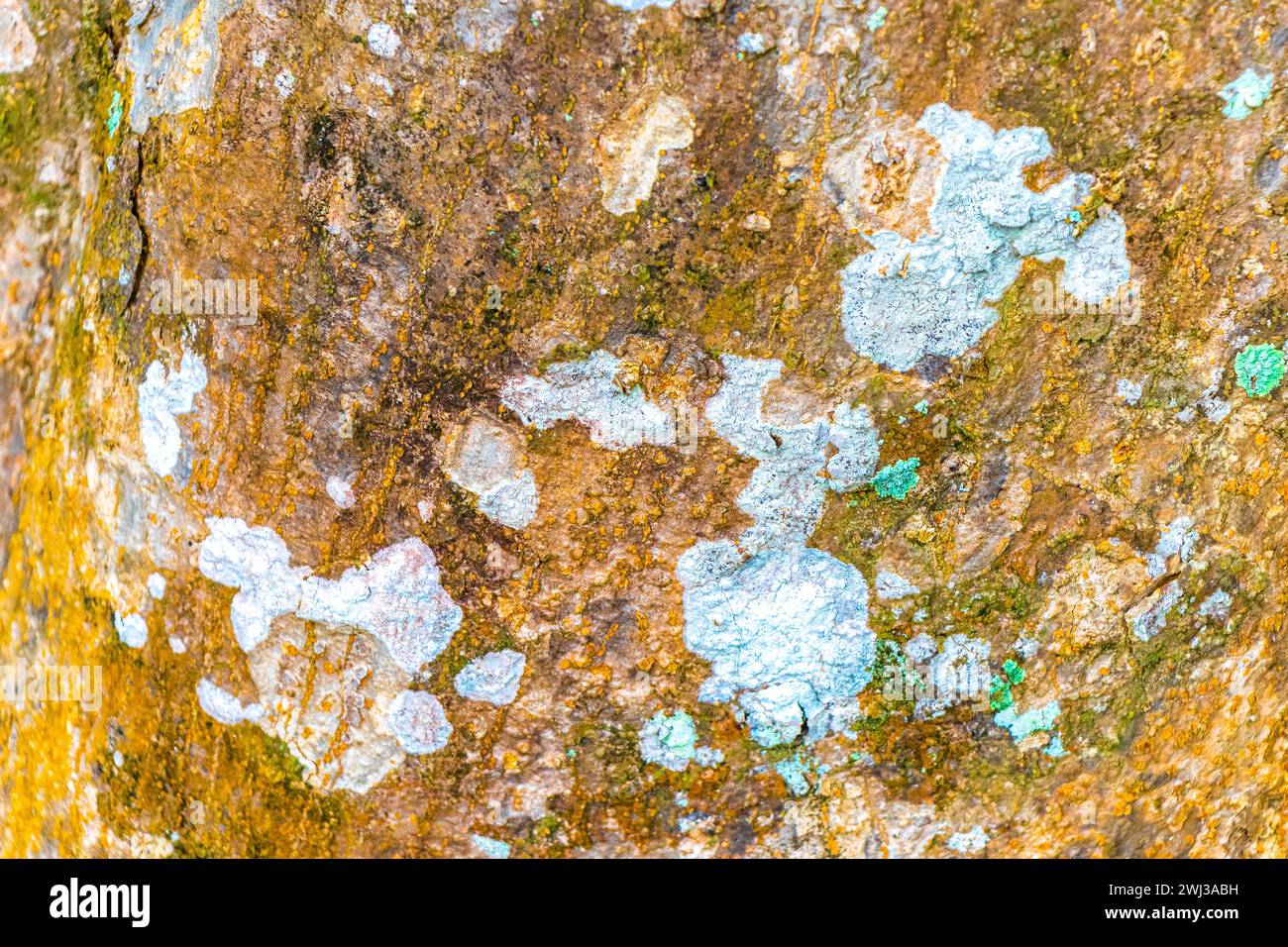 Texture of a tropical tree with turquoise green and white patches spots ...