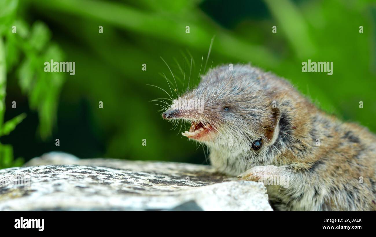 Bicolored Lesser white-toothed Shrew (Crocidura suaveolens) on stone ...