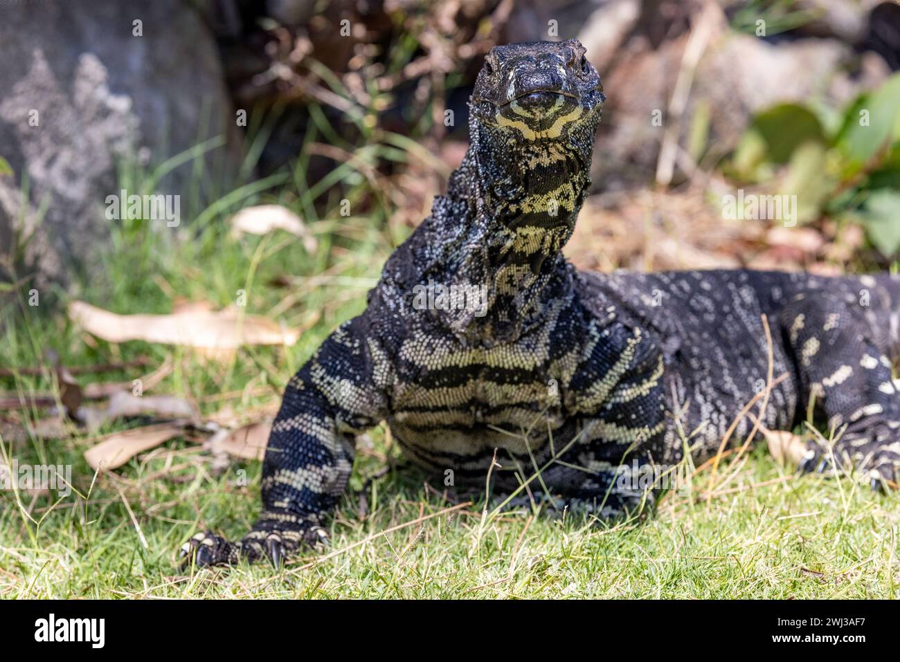 Australian Lace Monitor standing up on front legs Stock Photo - Alamy