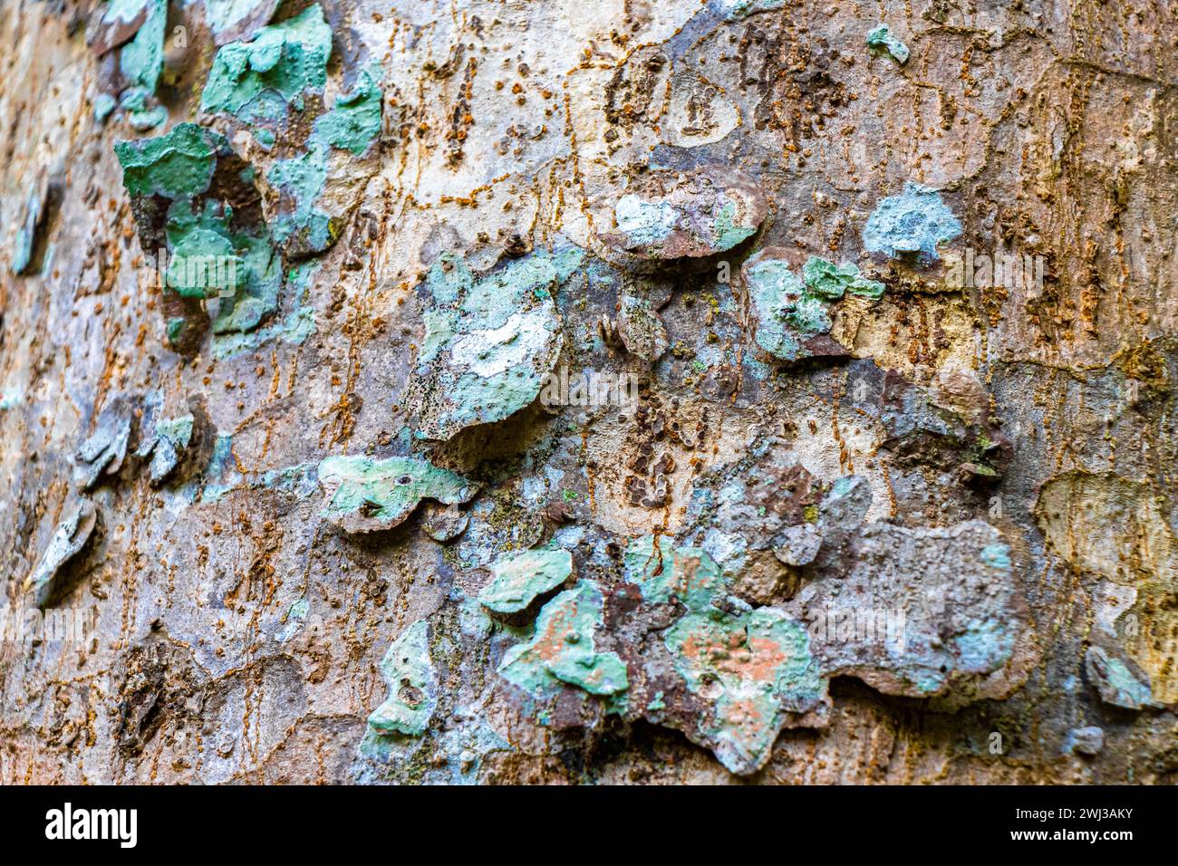Texture of a tropical tree with turquoise green and white patches spots ...