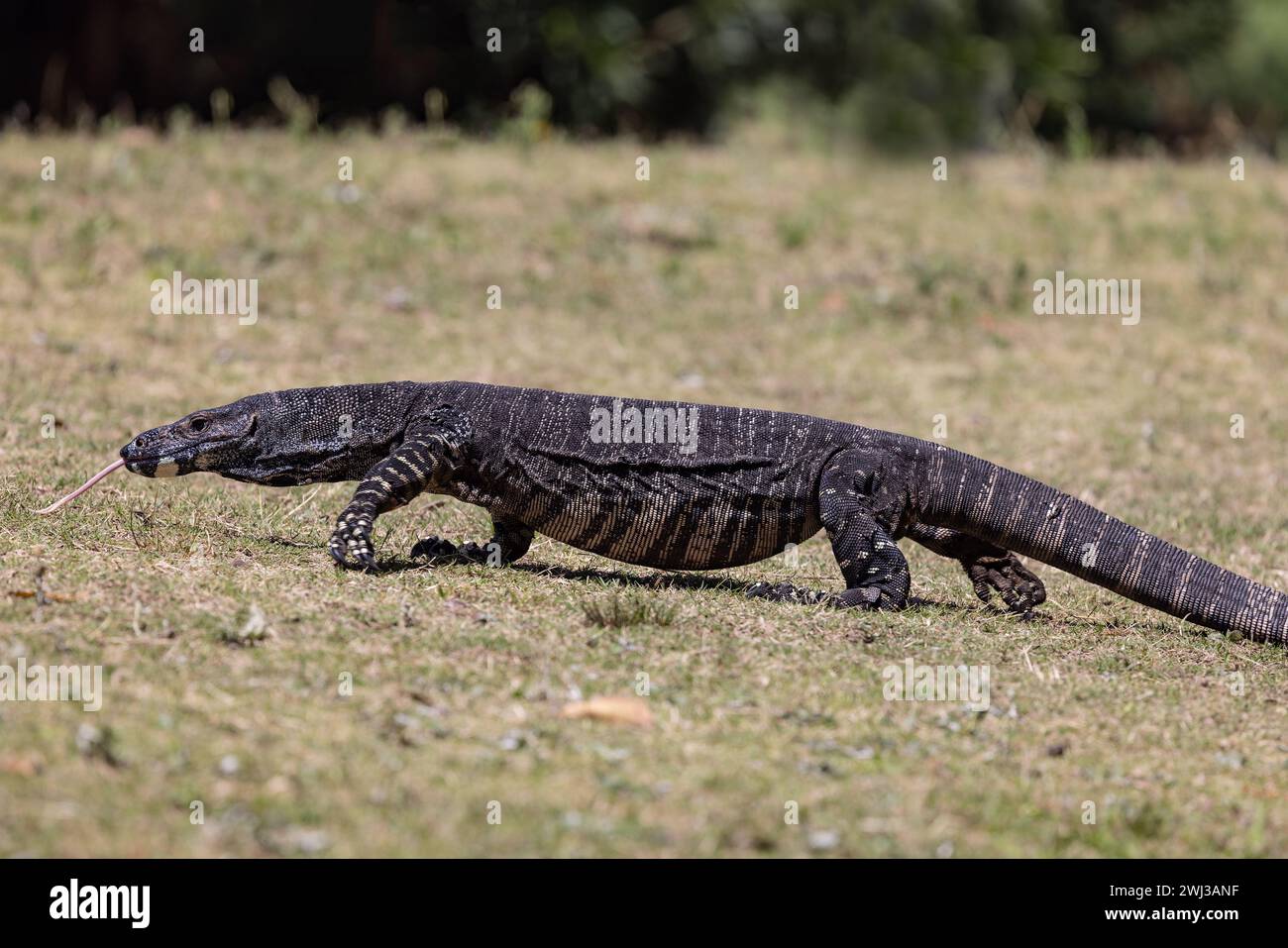 Monitor lizard walking hi-res stock photography and images - Alamy