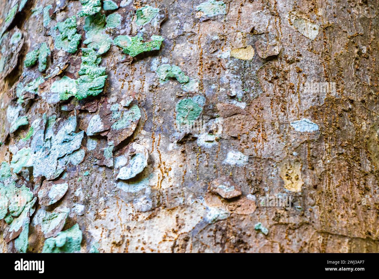 Texture of a tropical tree with turquoise green and white patches spots ...