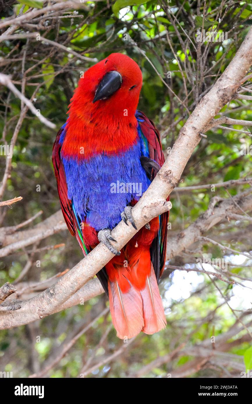 Beautiful colored tropical parrot hi-res stock photography and images ...