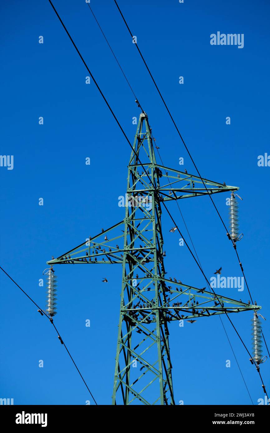 Birds at pylon hi-res stock photography and images - Alamy