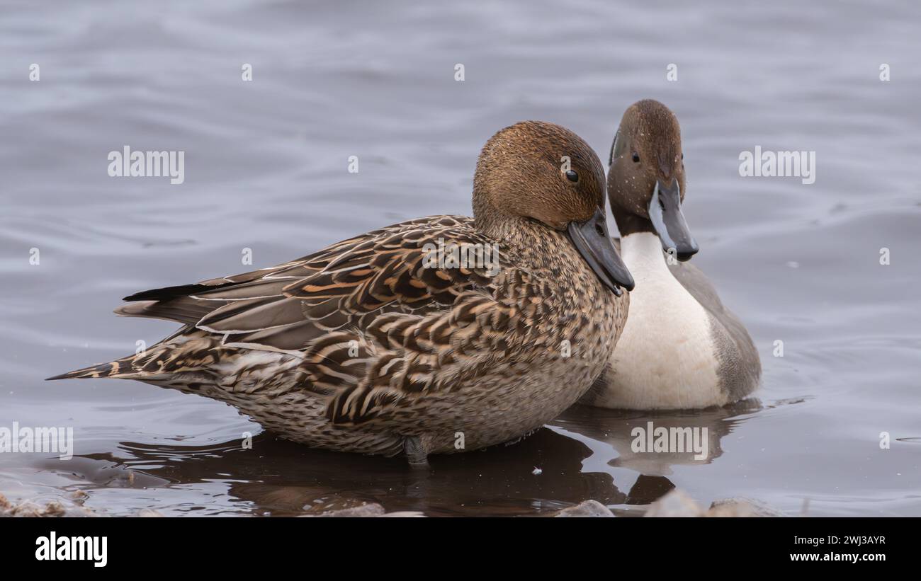 Female pintail hi-res stock photography and images - Alamy