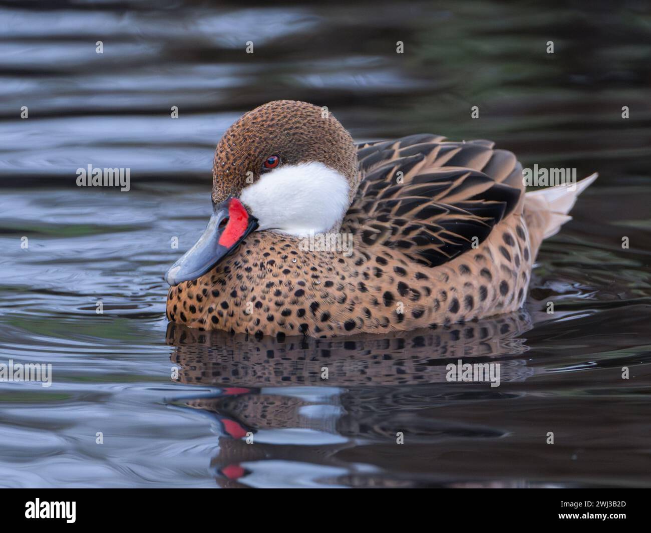 White Cheeked Pintail Stock Photo - Alamy