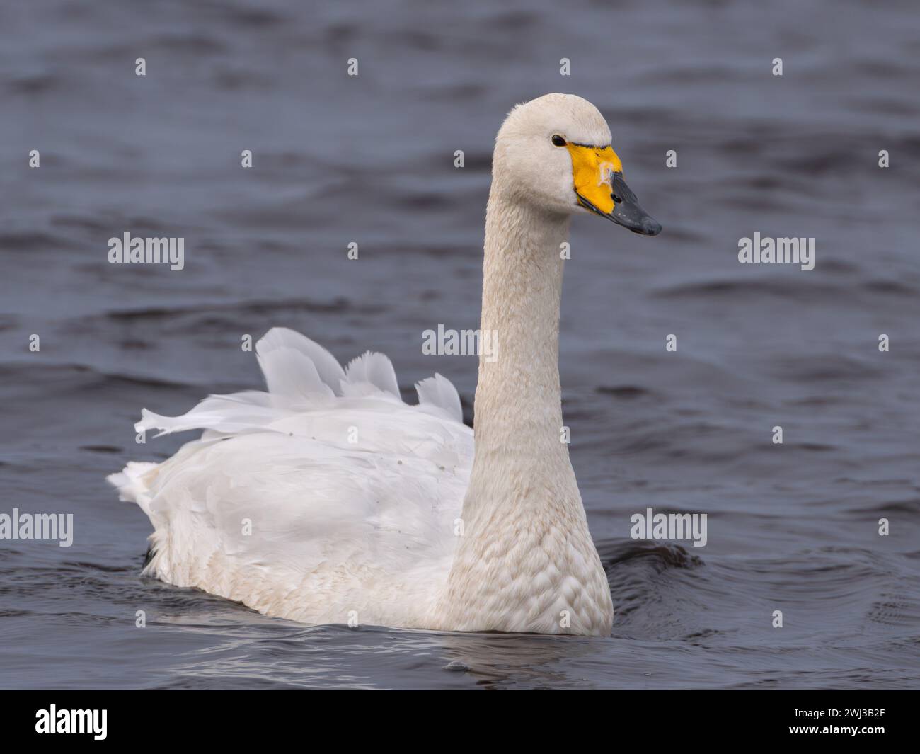 Swans legs hi-res stock photography and images - Alamy