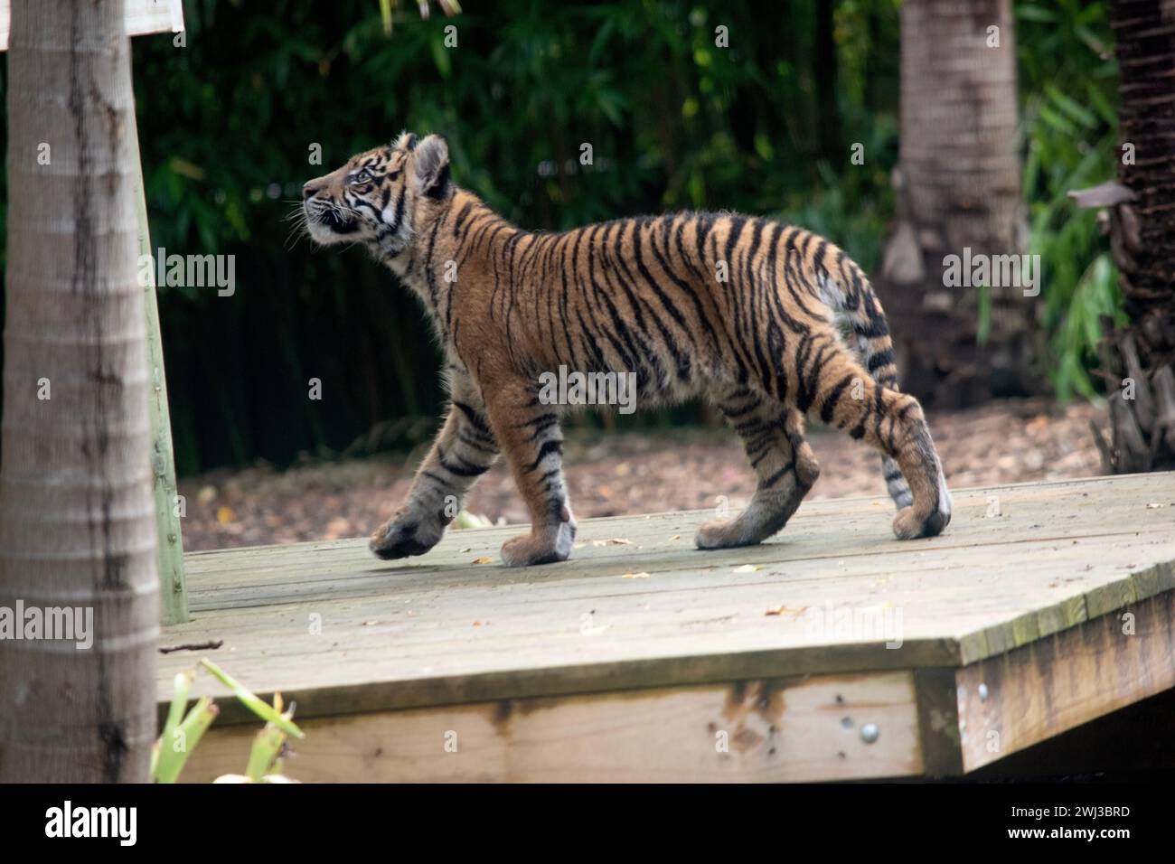 Tiger cubs have a coat of golden fur with dark stripes, the tiger is ...