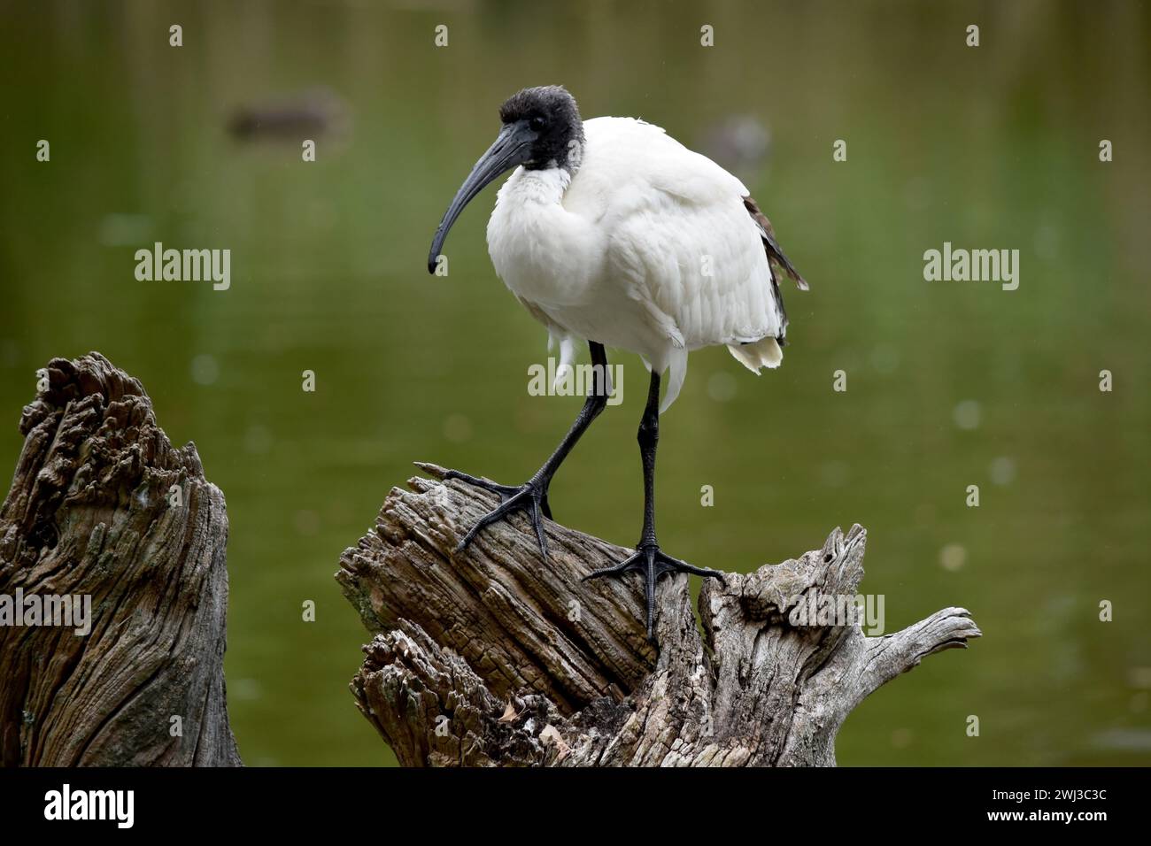 The Australian White Ibis is characterised by having predominantly ...