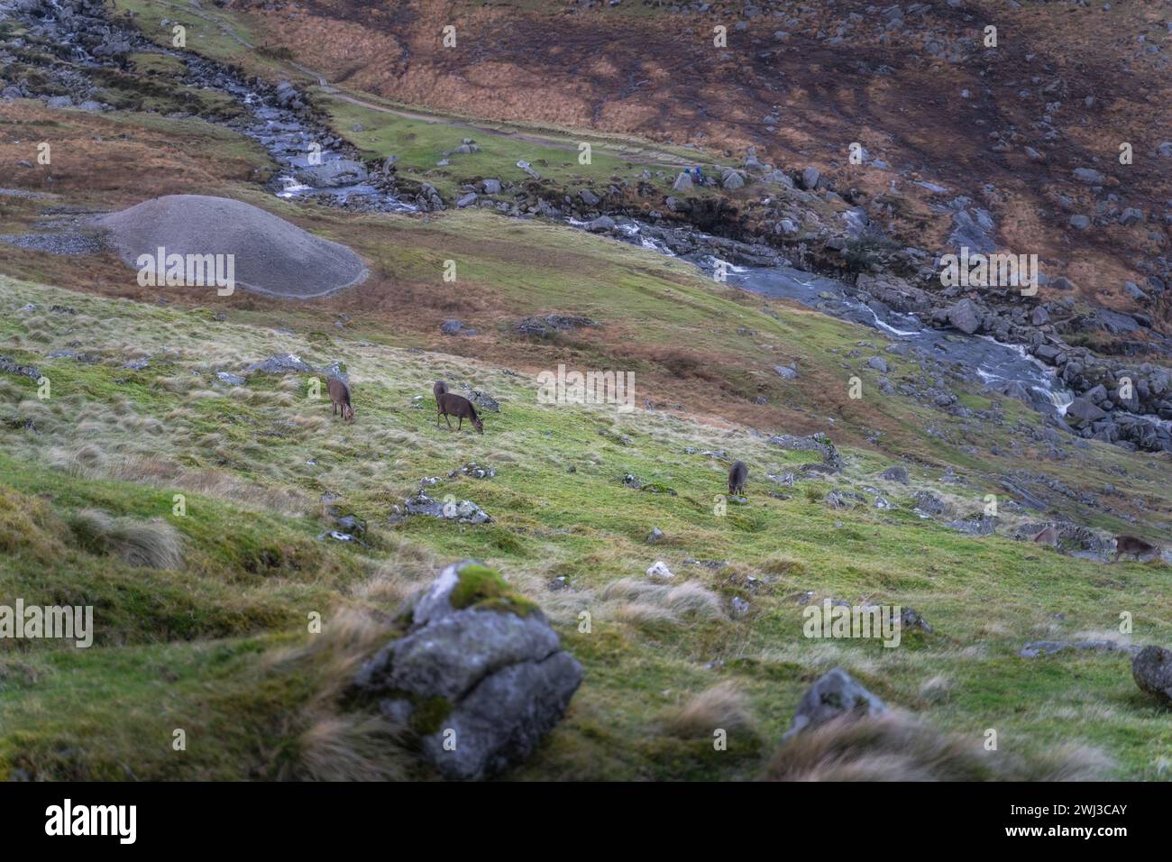 Group of Sika Deer, scientific name Cervus Nippon, grazing on a hill in ...