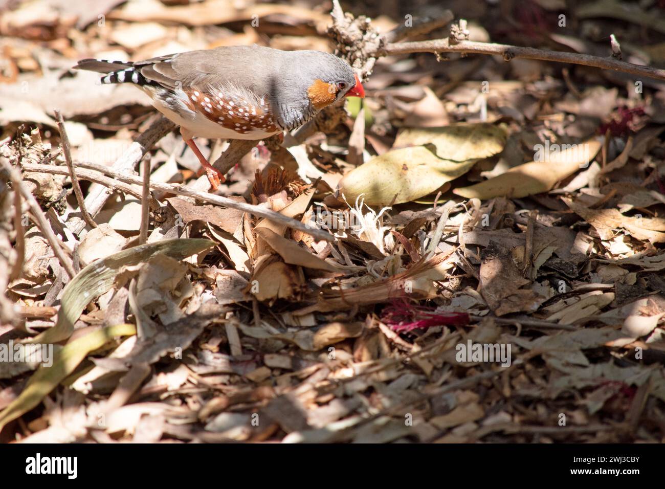 the male zebra finch has a grey body with a white under belly with a ...