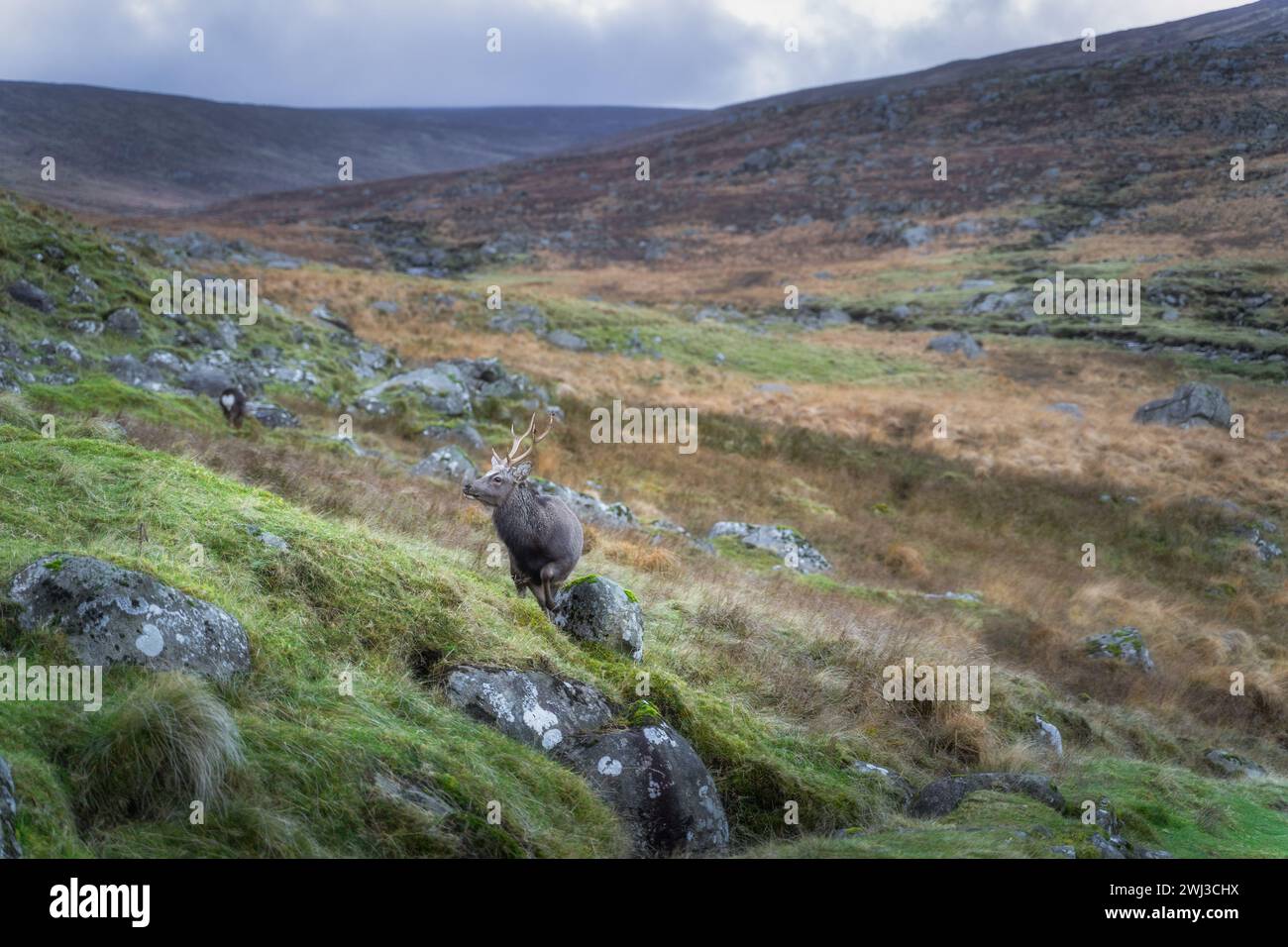 Sika Deer, stag, scientific name Cervus Nippon, walking up the hill in ...