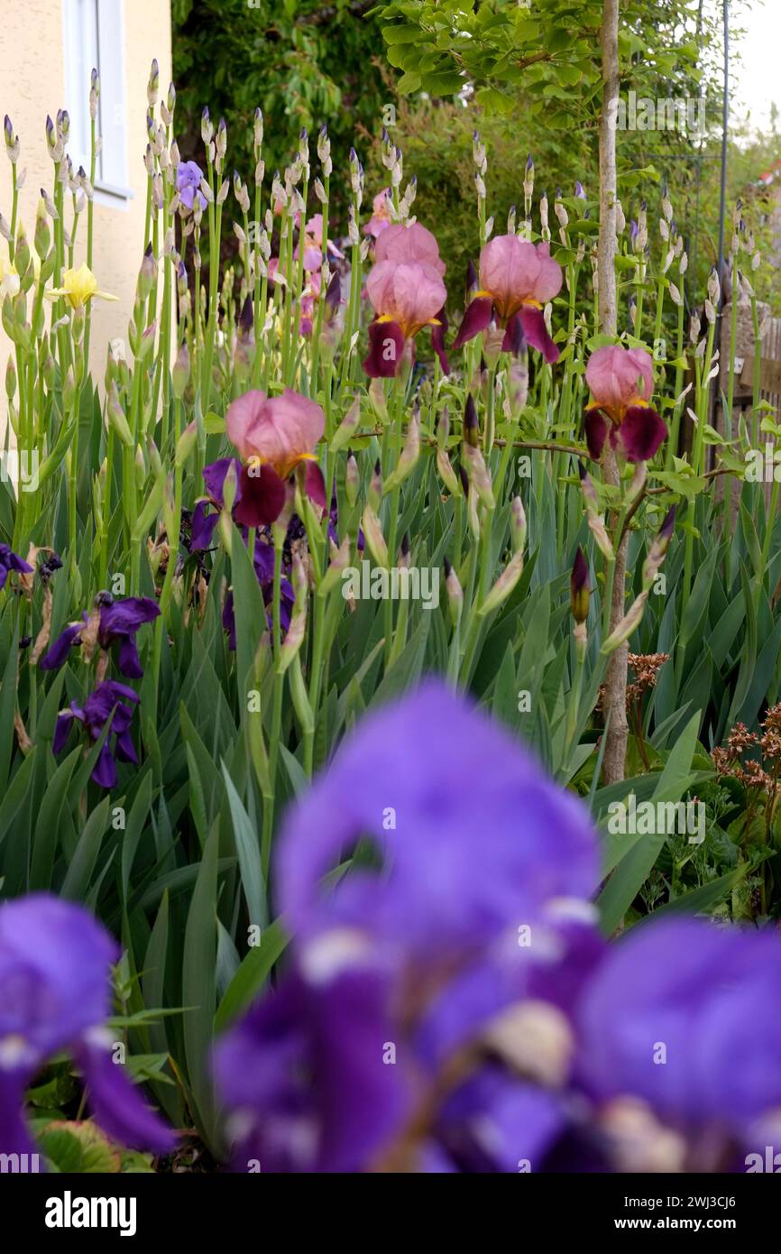 Bearded iris, Iris barbata Stock Photo - Alamy