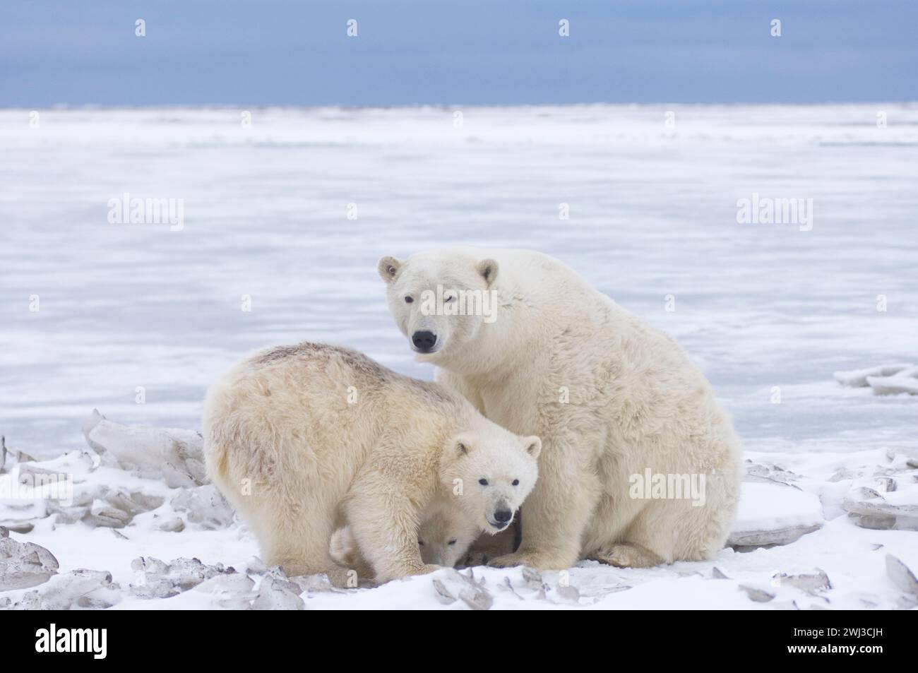 polar bears, Ursus maritimus, sow appraoching with her spring cub along ...