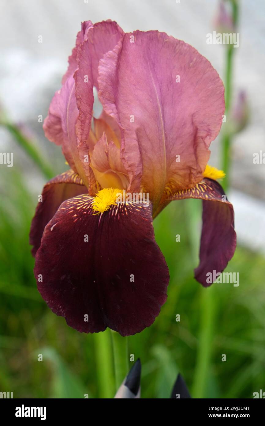 Bearded iris, Iris barbata Stock Photo - Alamy