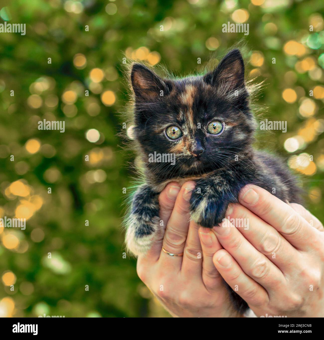 Kitten in palms hi-res stock photography and images - Alamy