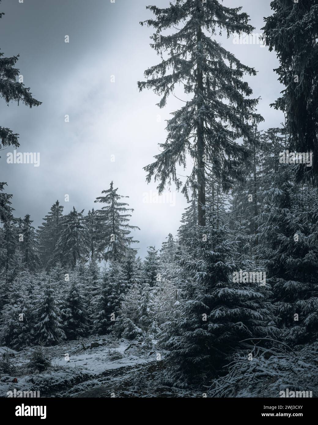 A snowy winter forest with snow-laden branches and a solitary bench ...