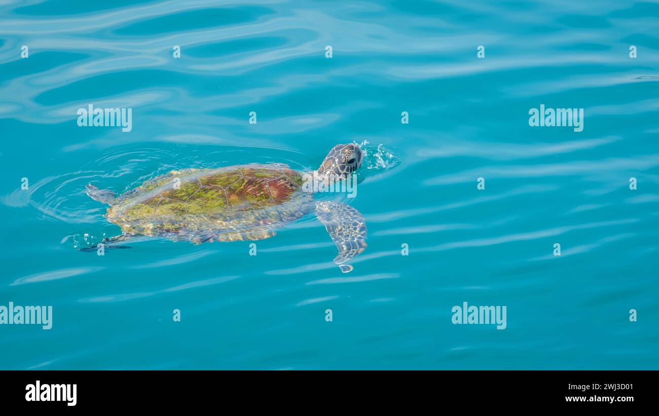 A sick turtle floating on the ocean during a snorkeling trip at ...