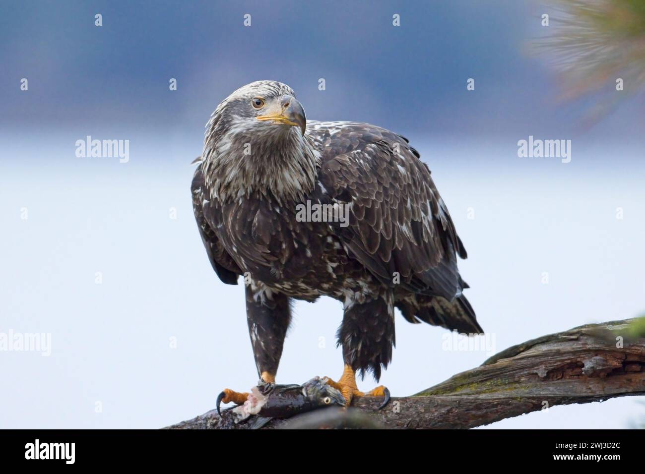 Juvenile bald eagle perched on hi-res stock photography and images - Alamy
