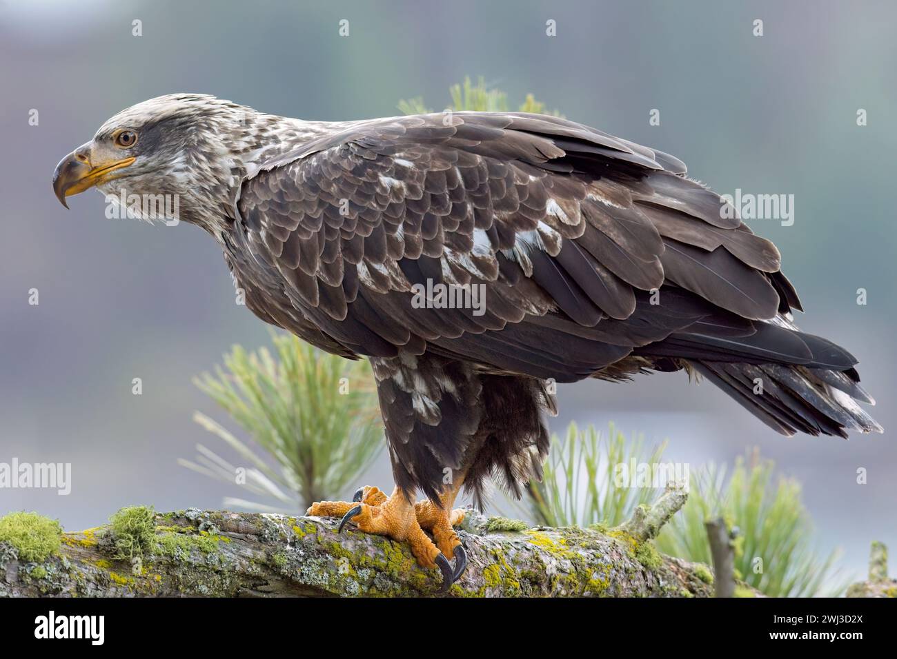 Eagle side profile hi-res stock photography and images - Alamy