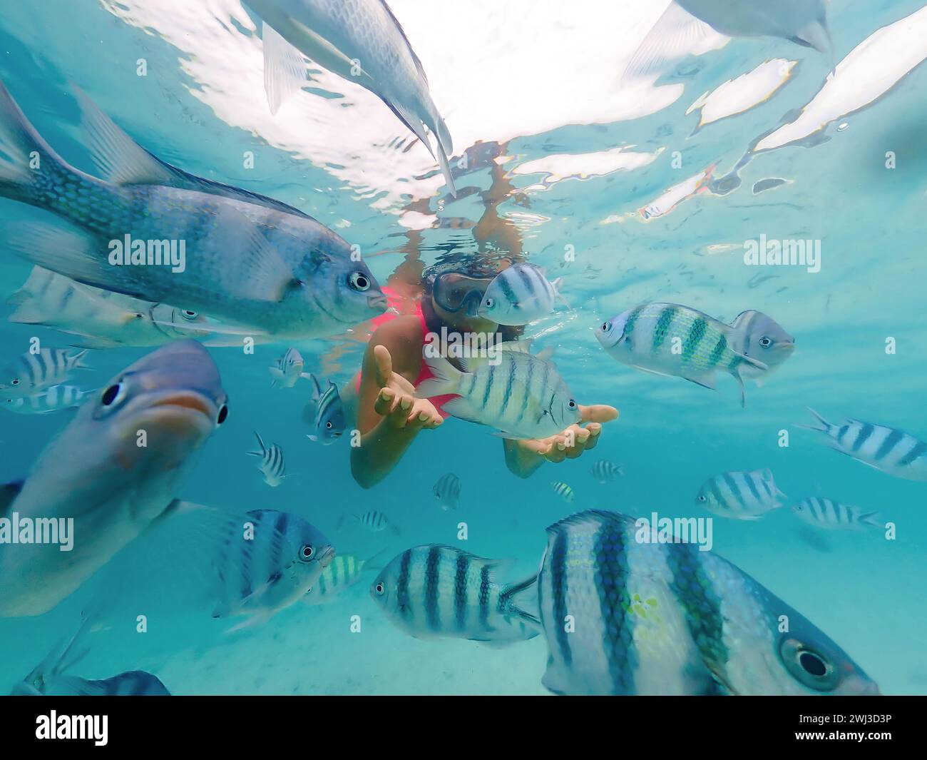 Snorkeling trip at Samaesan Thailand dive underwater with fishes in the ...