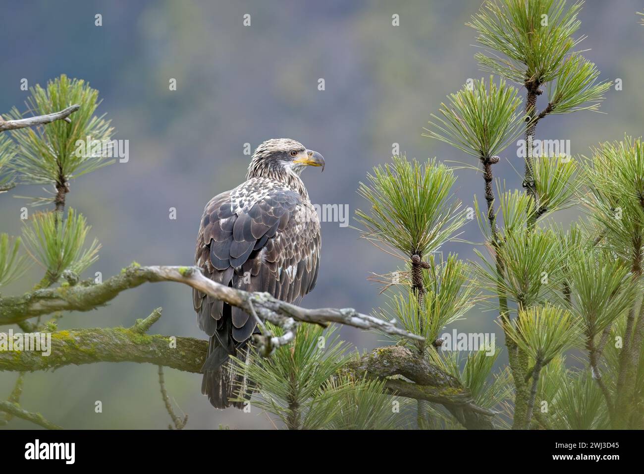 Young eagle in a pine tree Stock Photo - Alamy
