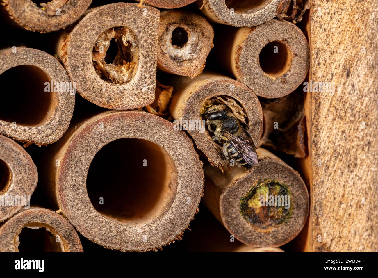 Western Leafcutter Bee flying on bee house. Insect and nature ...