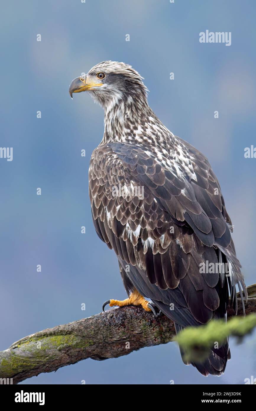 North idaho eagles hi-res stock photography and images - Alamy