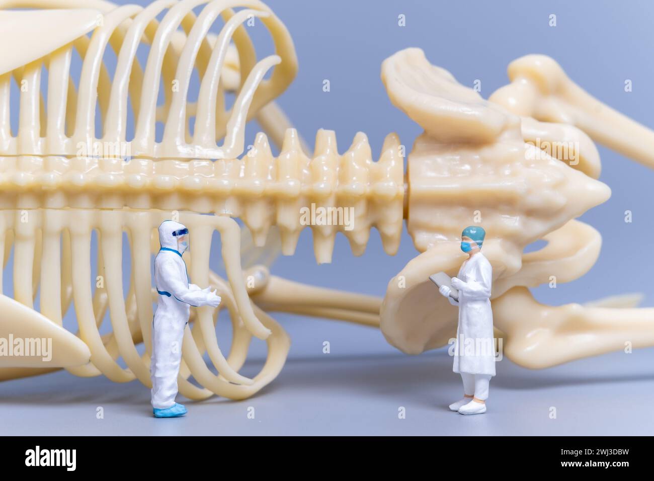 Miniature people Doctor with a giant human bone on a grey background ...