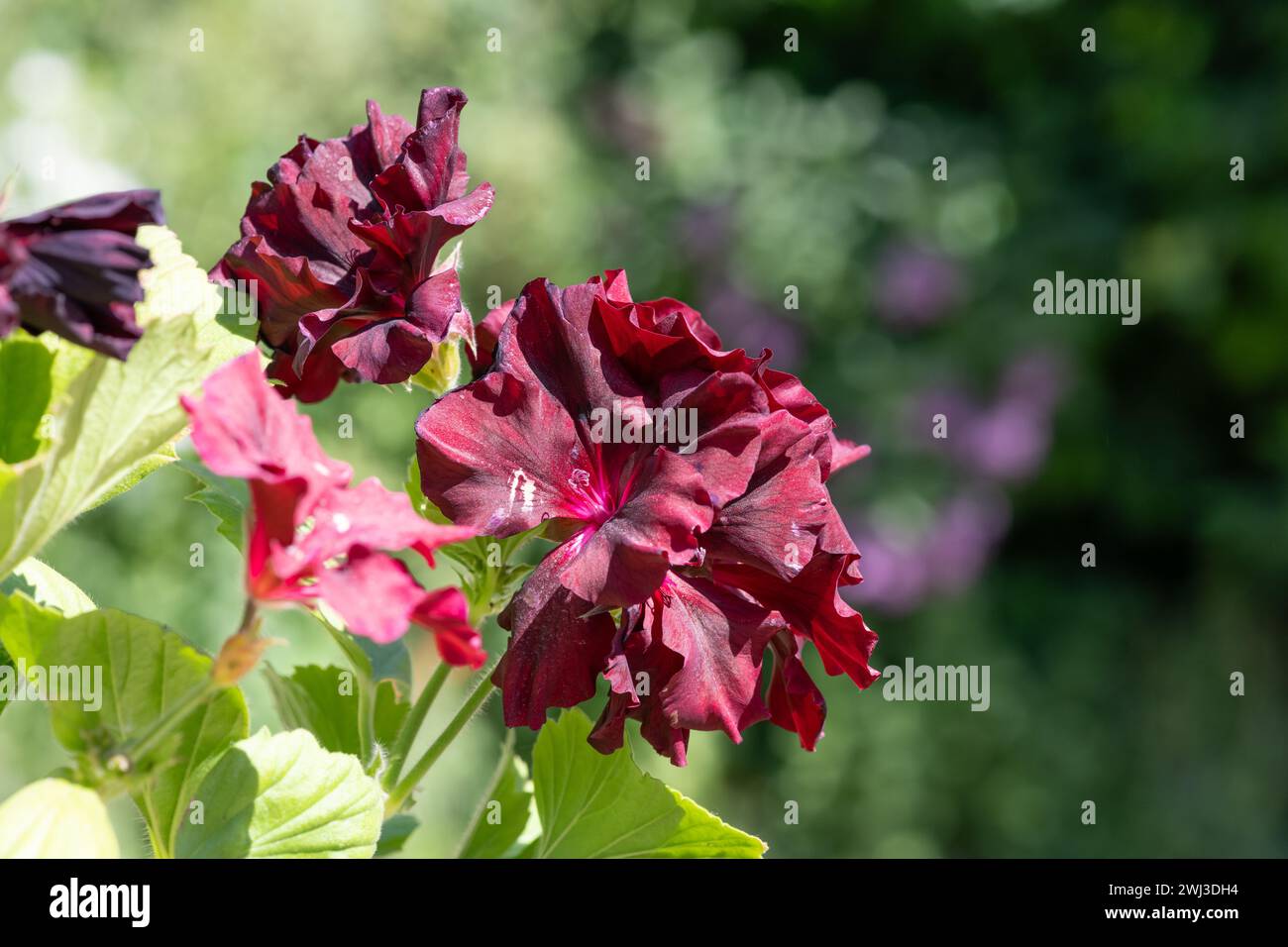 Pelargonium lord bute geranium hi-res stock photography and images - Alamy
