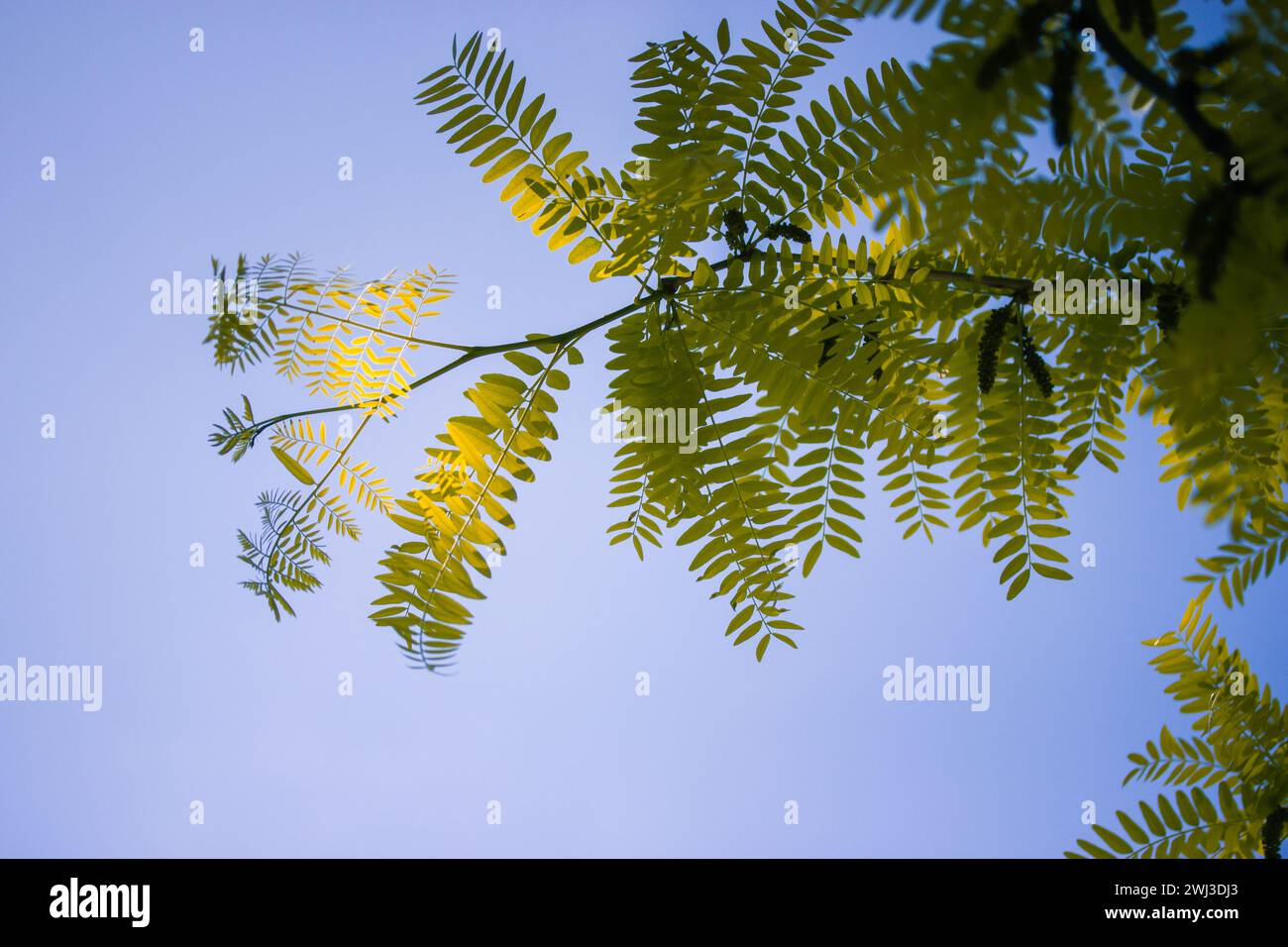 Acacia tree branches with fresh green foliage and sun rays breaking ...