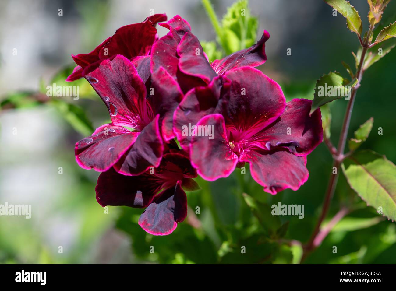 Regal pelargonium hi-res stock photography and images - Alamy