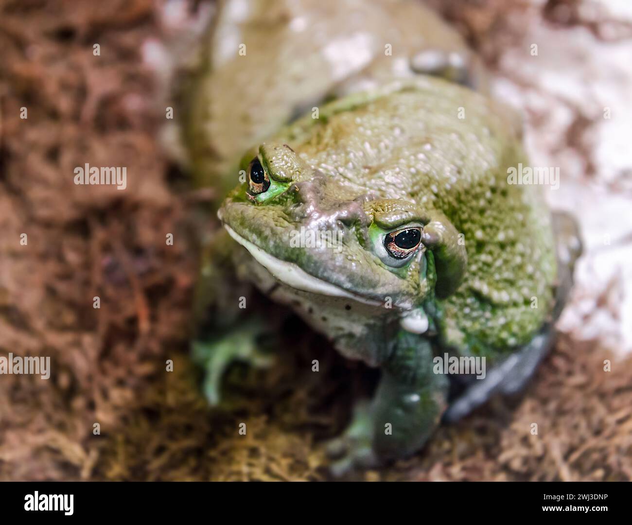 Hypnotist frog hi-res stock photography and images - Alamy