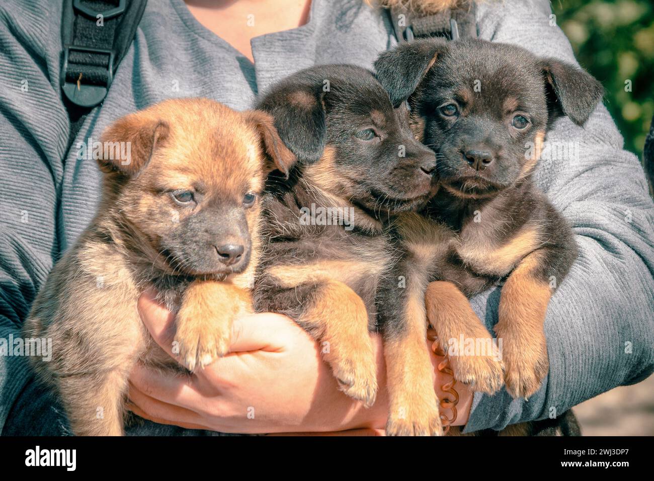 Armful of puppies hi-res stock photography and images - Alamy