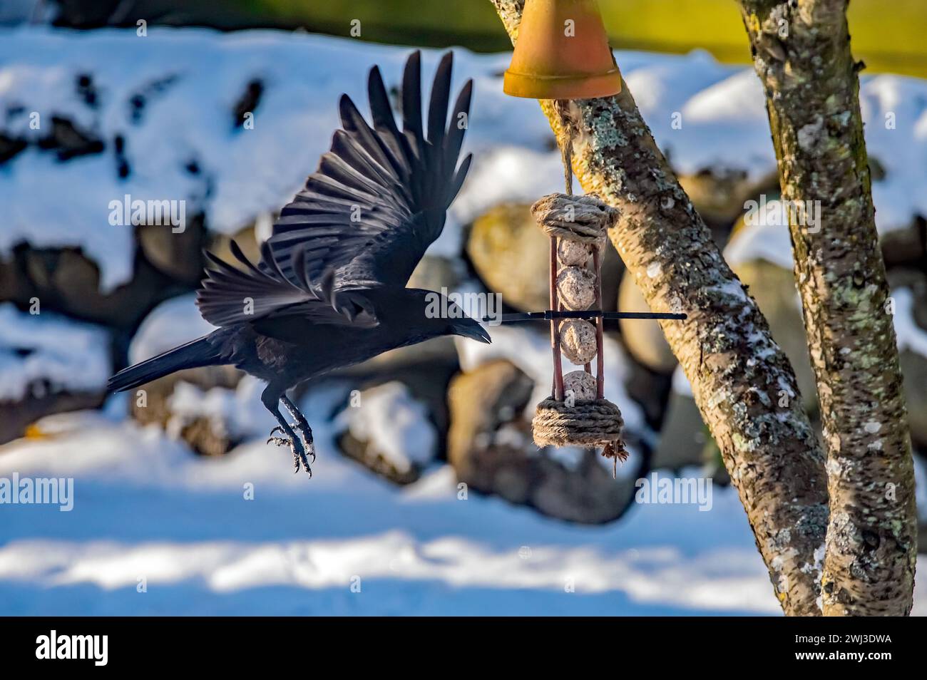 Seed crow hi-res stock photography and images - Alamy