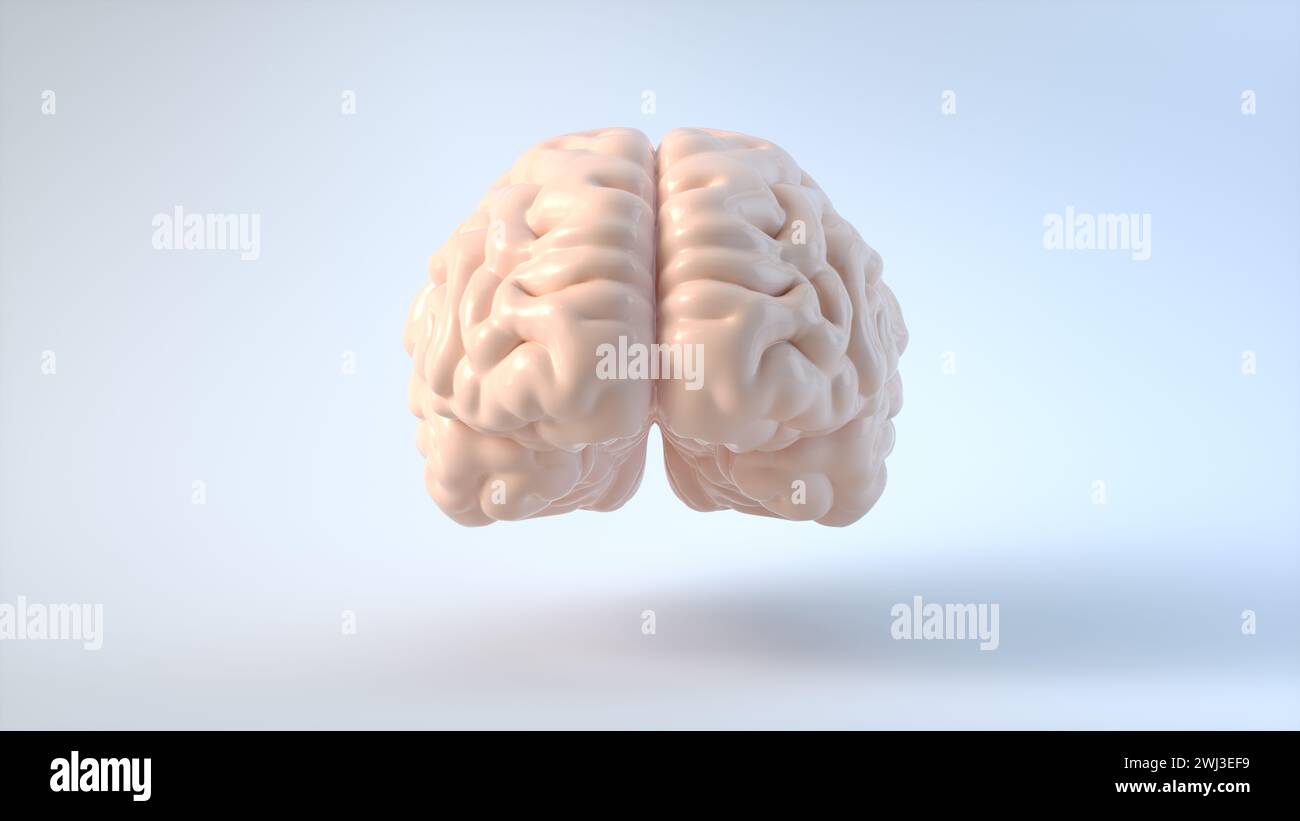 Realistic model of Brain. Banner for medical applications, educational ...